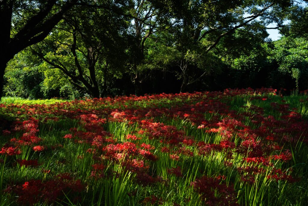 入田ヤナギ林曼珠沙華｜四万十の秋を彩る赤い花景色 | EIMONS®︎[エイモンズ]/ 高知メディア